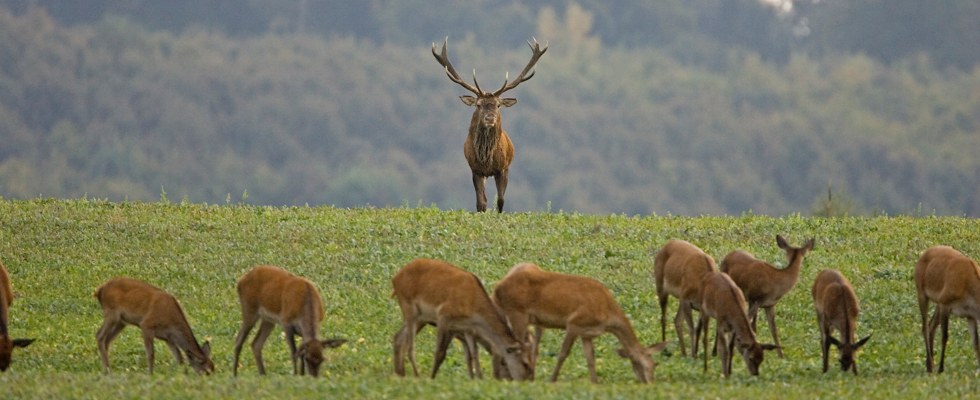 Rotwild: Biologie und Verbreitung, Konflikte und Initiativen ...