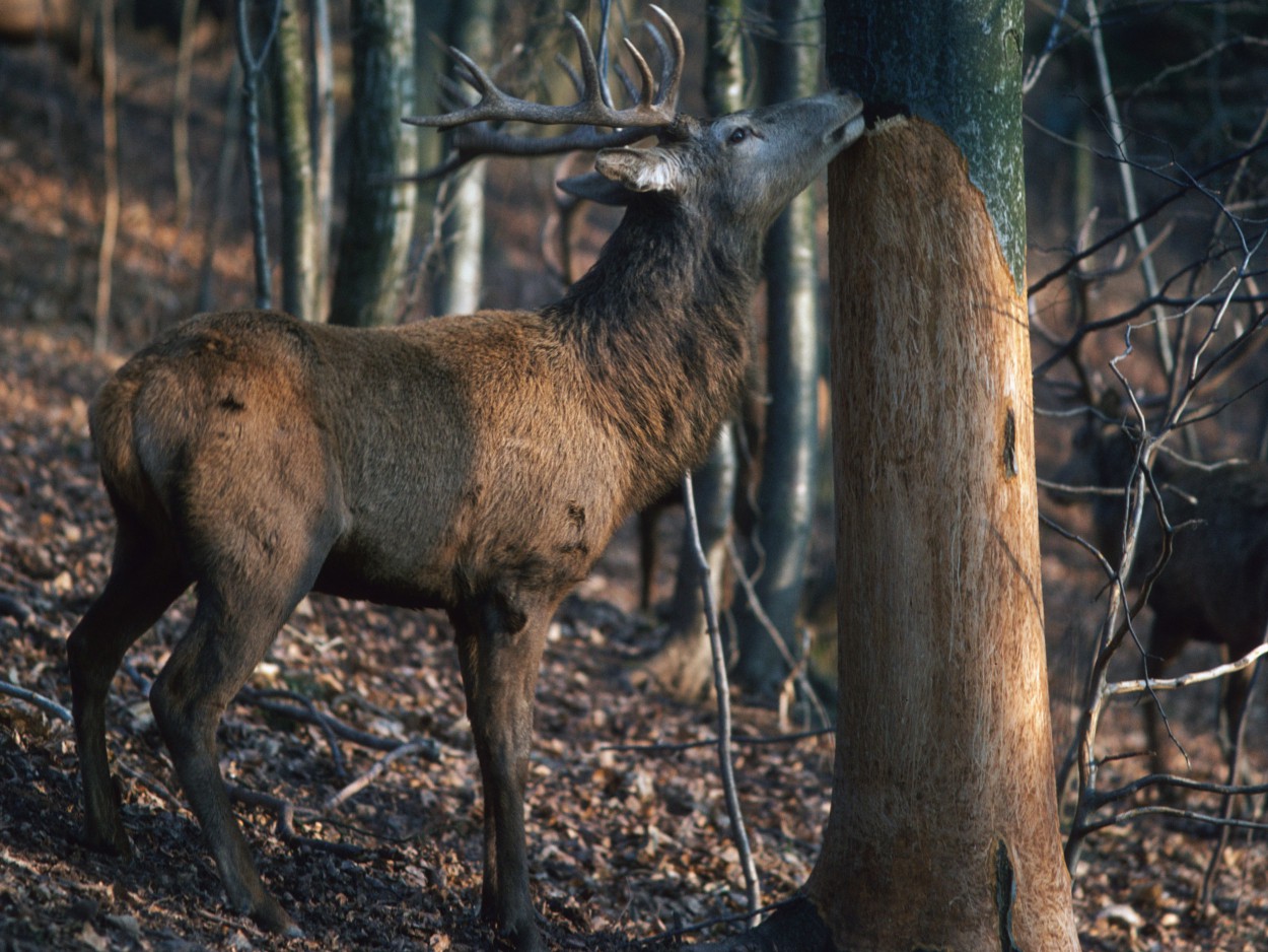 Konflikte um das Rotwild – Rothirsch.org