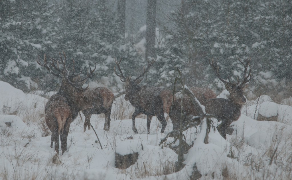 Winteranpassung – Rothirsch.org